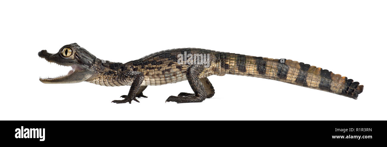 Spectacled Caiman, Caiman crocodilus, also known as a the White Caiman ...
