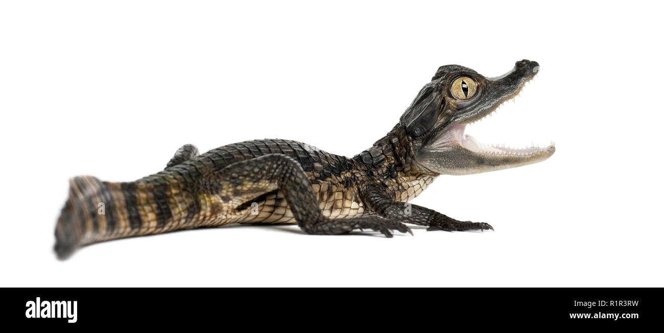 Spectacled Caiman, Caiman crocodilus, also known as a the White Caiman ...