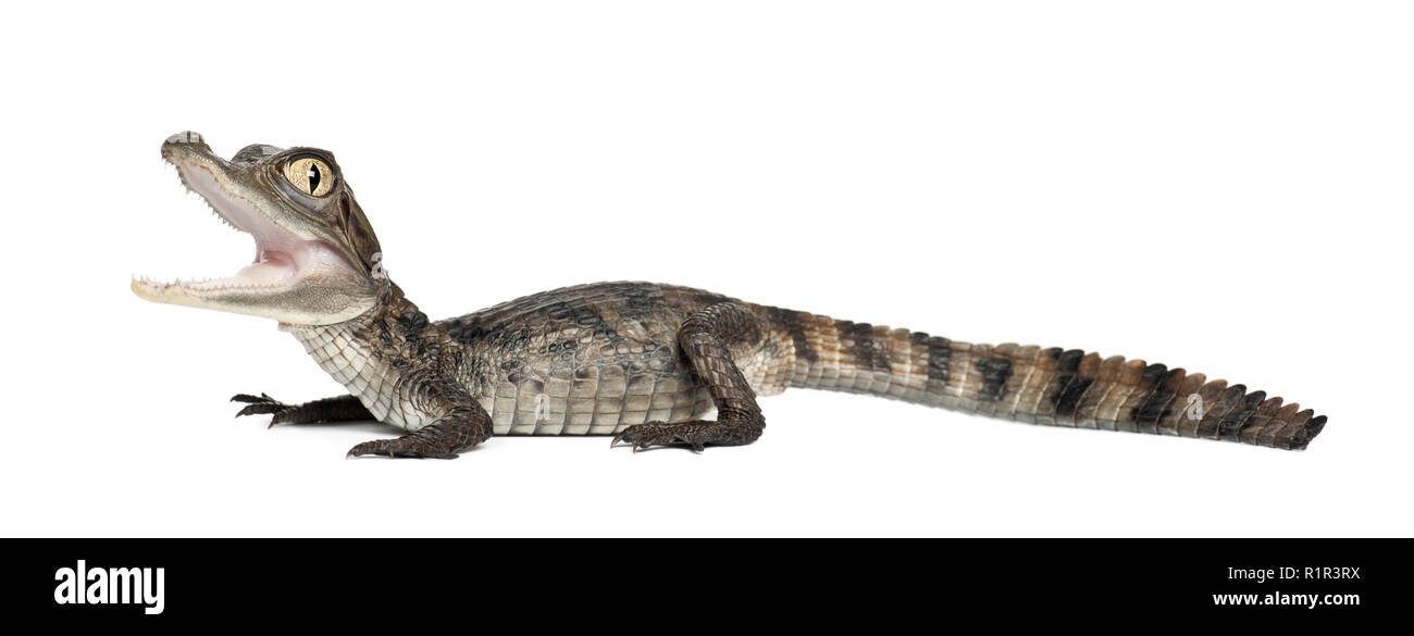 Spectacled Caiman, Caiman crocodilus, also known as a the White Caiman ...