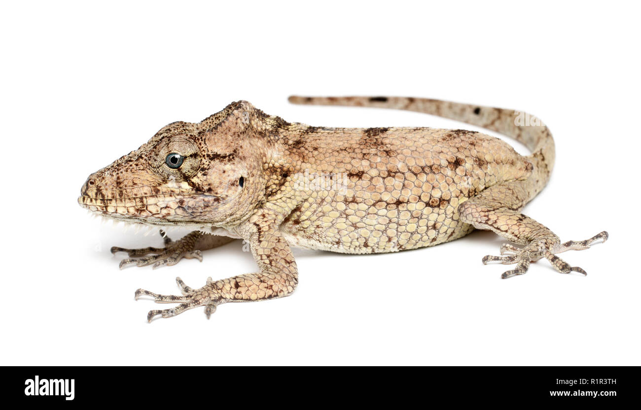 Oriente Bearded Anole or Anolis porcus, Chamaeleolis porcus, Polychrus ...