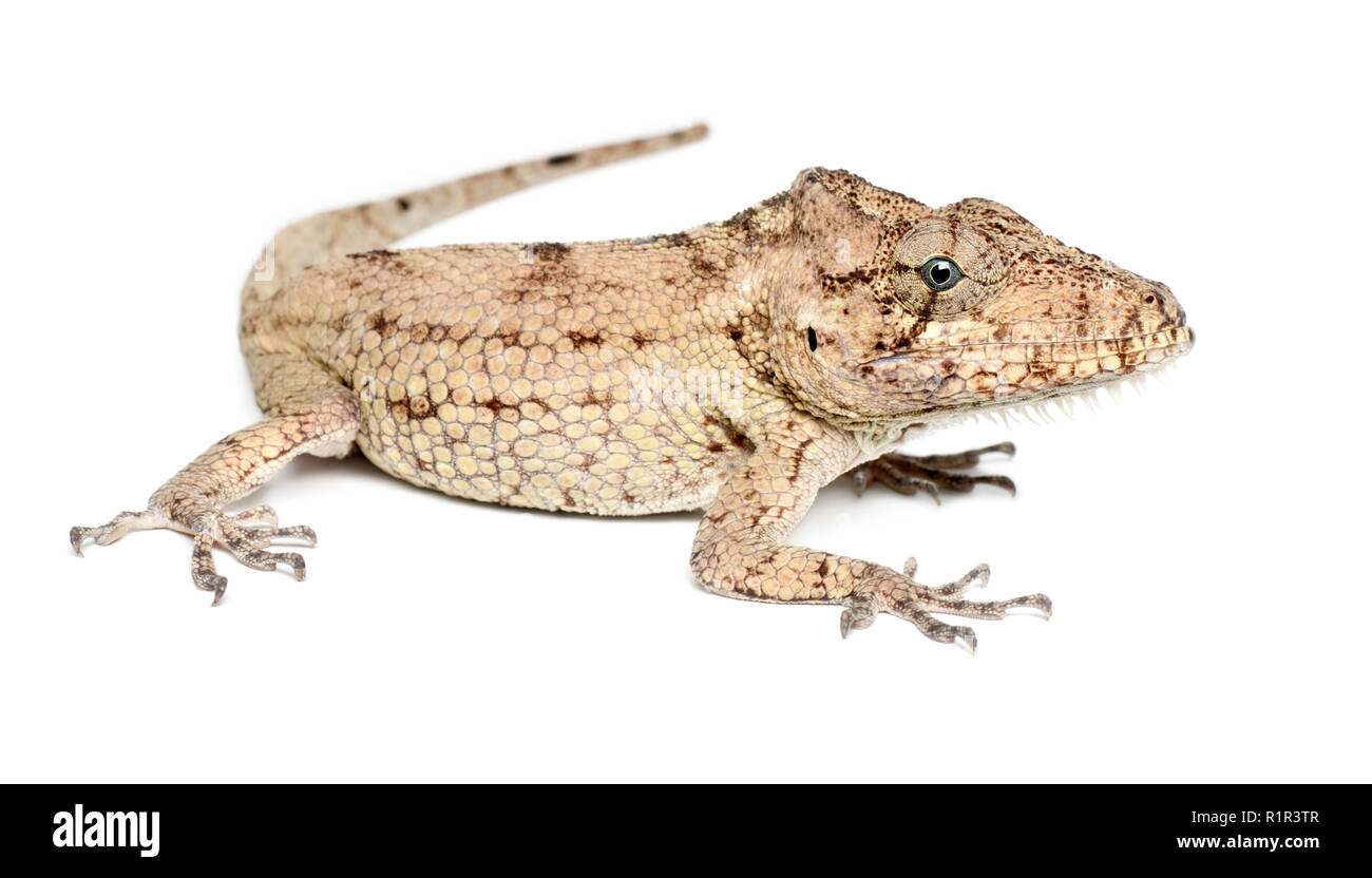 Bush anoles hi-res stock photography and images - Alamy