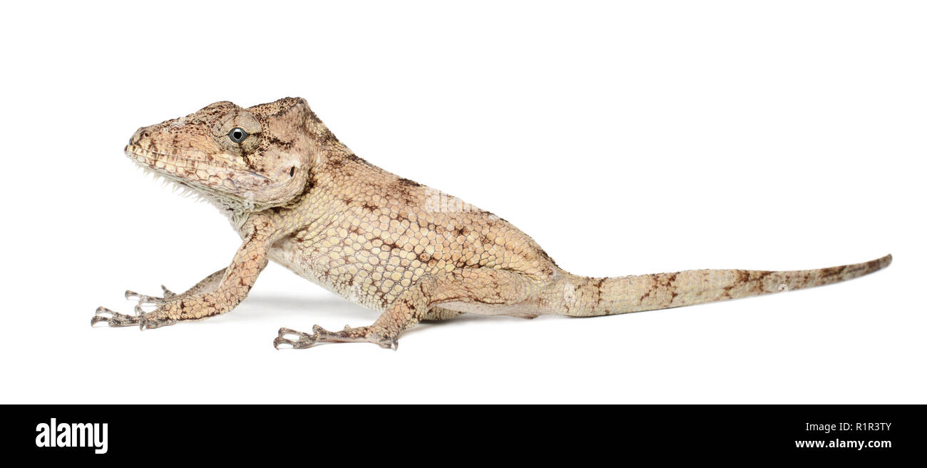Oriente Bearded Anole or Anolis porcus, Chamaeleolis porcus, Polychrus ...