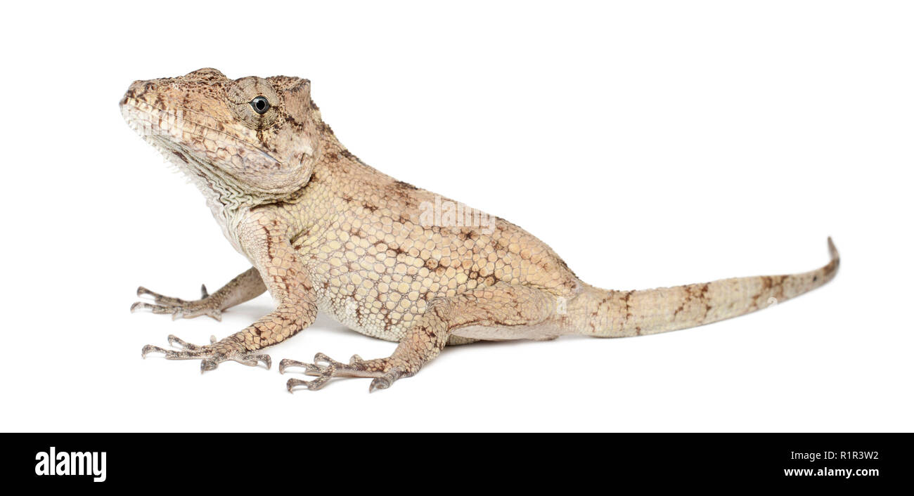 Anolis porcus hi-res stock photography and images - Alamy
