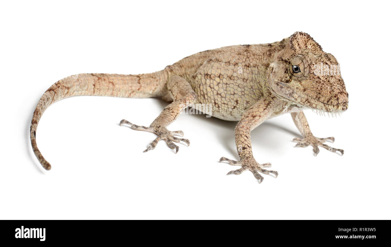 Oriente Bearded Anole or Anolis porcus, Chamaeleolis porcus, Polychrus ...