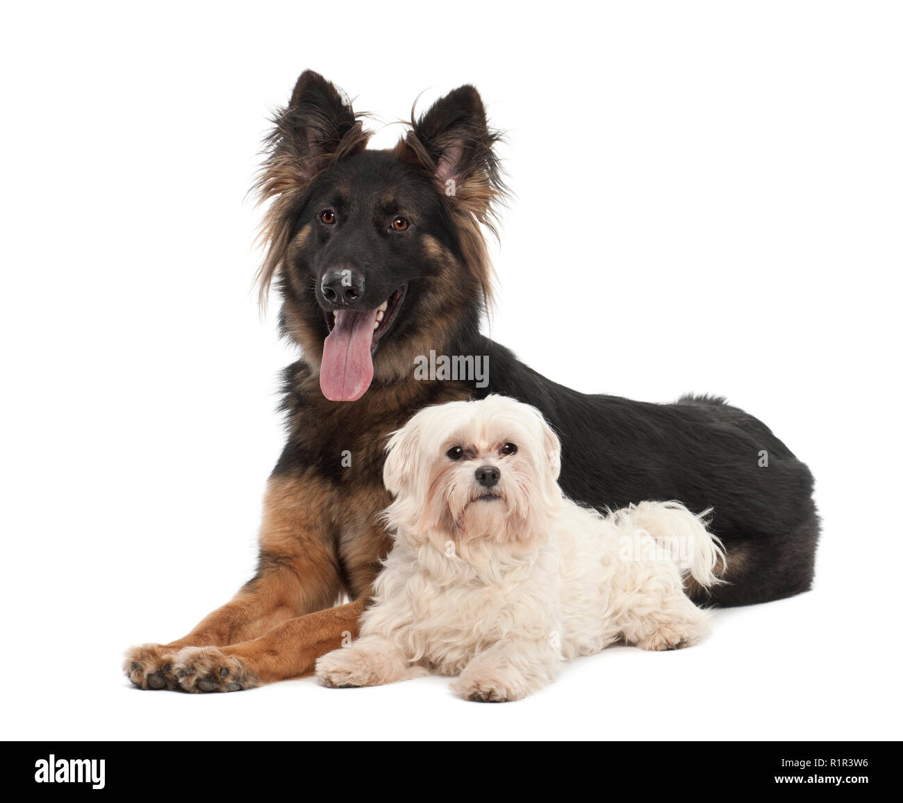 Maltese, 6 years old, and German Shepherd Dog, 18 months old, portrait ...