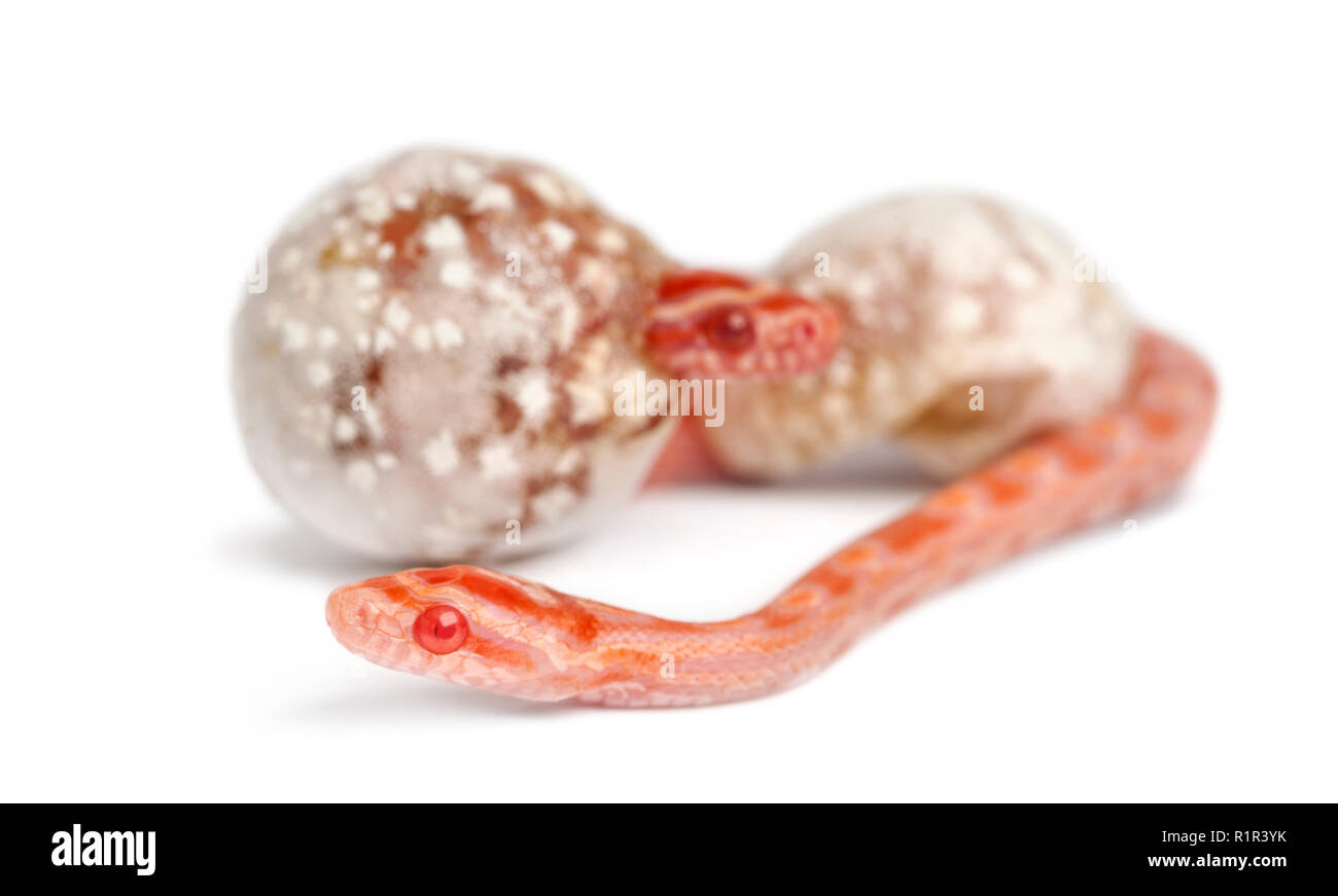 Corn snake hatching, Pantherophis guttatus guttatus, also know as red ...