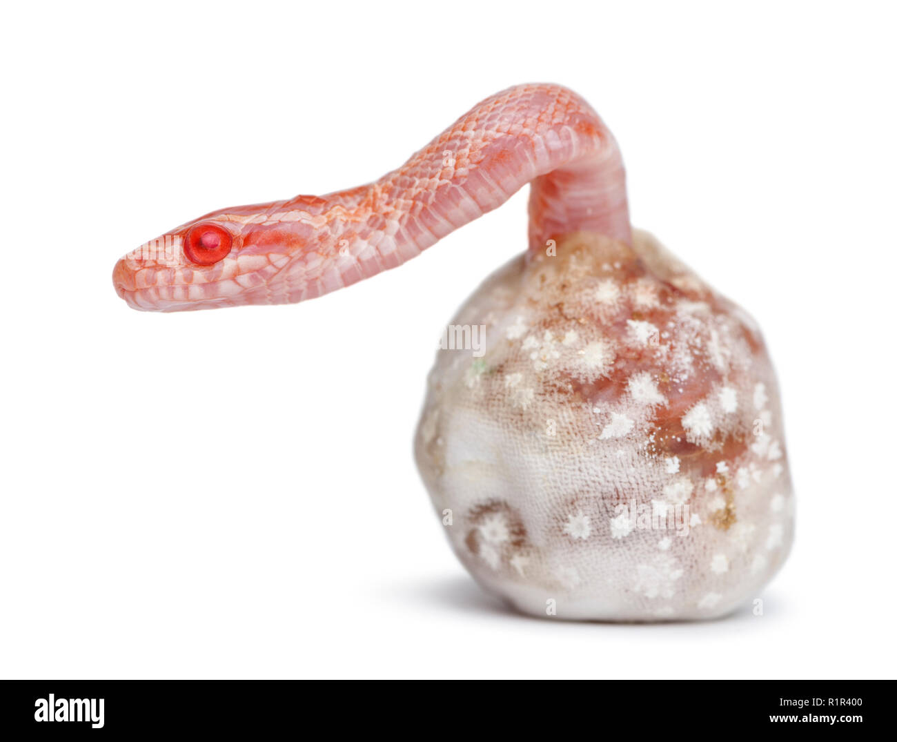 Baby Snakes Hatching