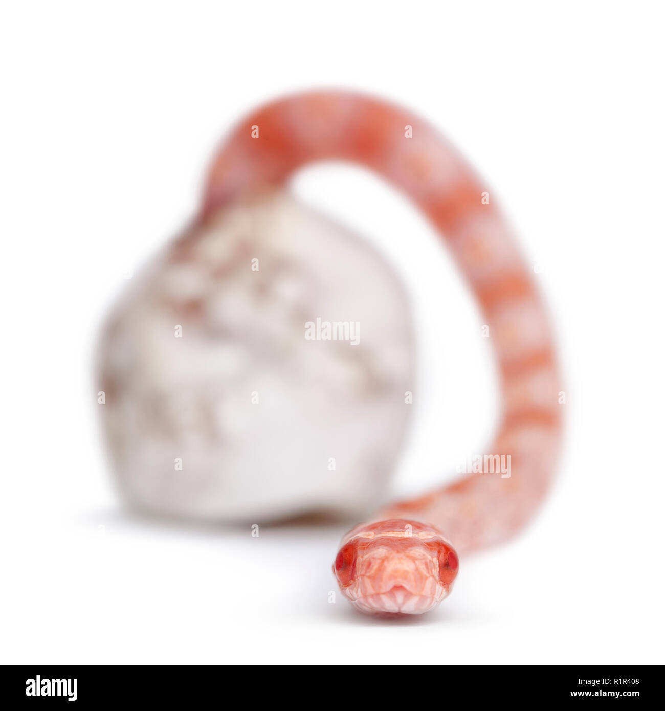 Corn snake hatching hi-res stock photography and images - Alamy