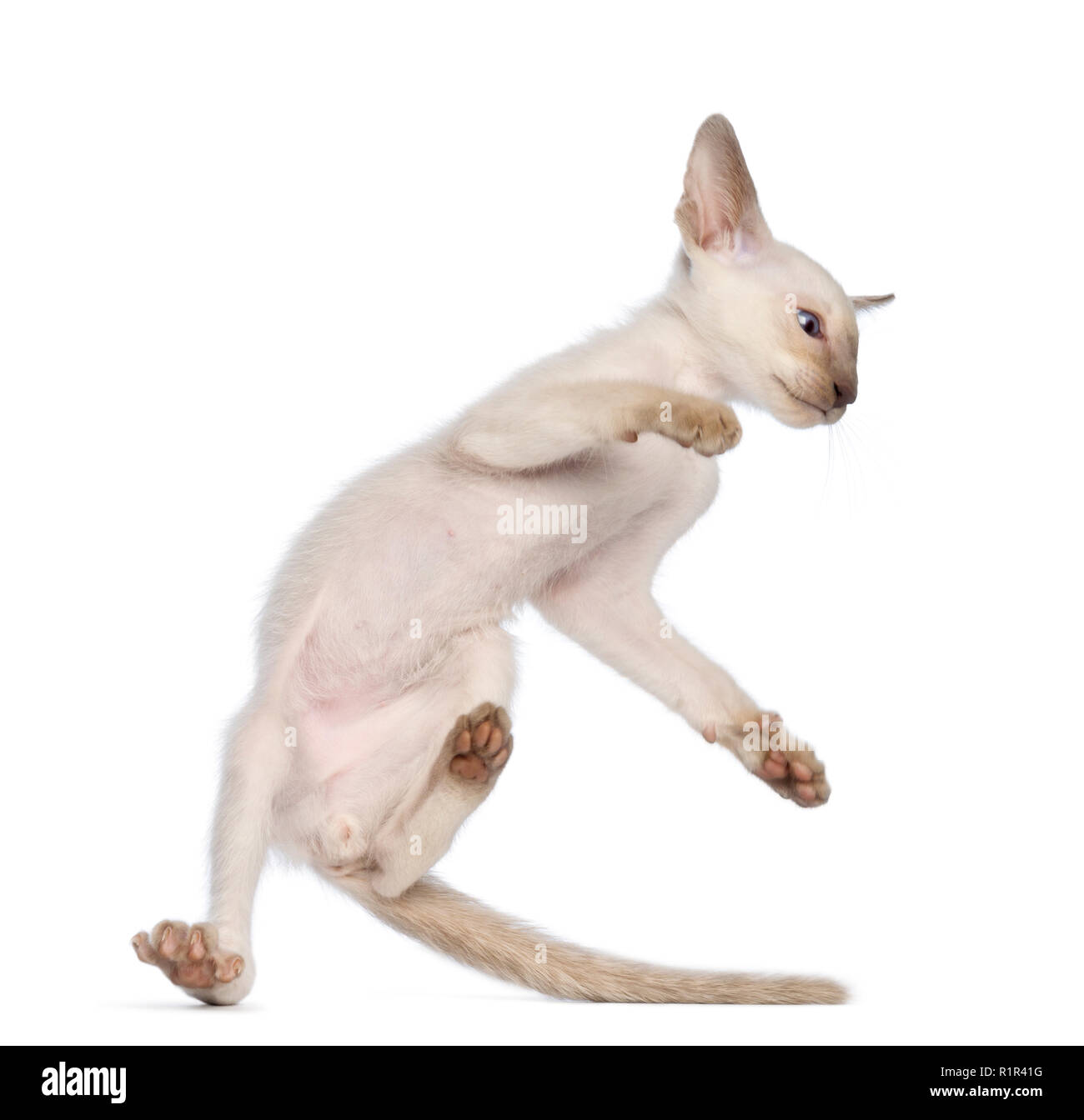 Acrobatic Mammal Cut Out Stock Images & Pictures - Alamy