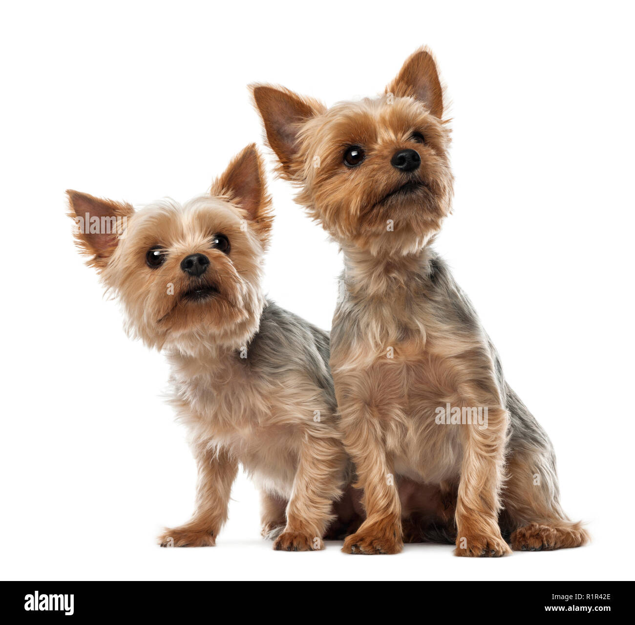 Two yorkshire terriers hi-res stock photography and images - Alamy