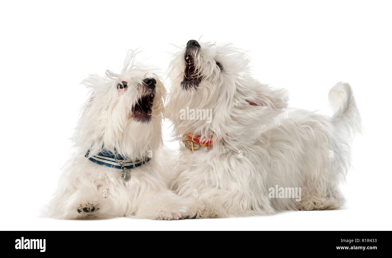 Two Maltese dogs, 2 years old, lying and play fighting against white ...