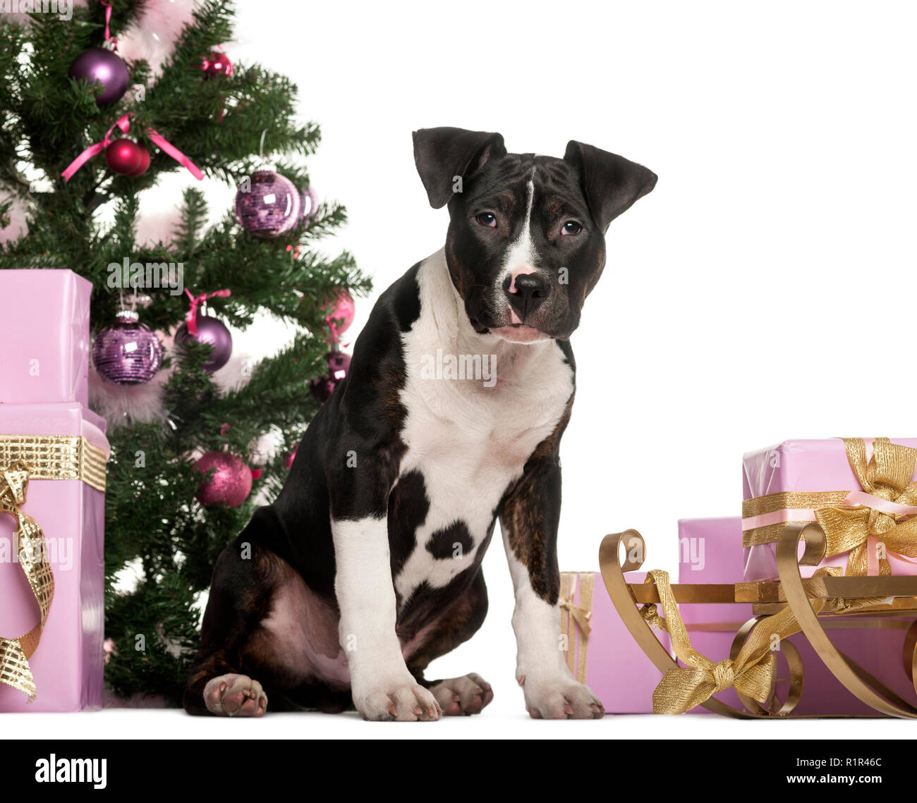 American Staffordshire Terrier sitting in front of Christmas ...