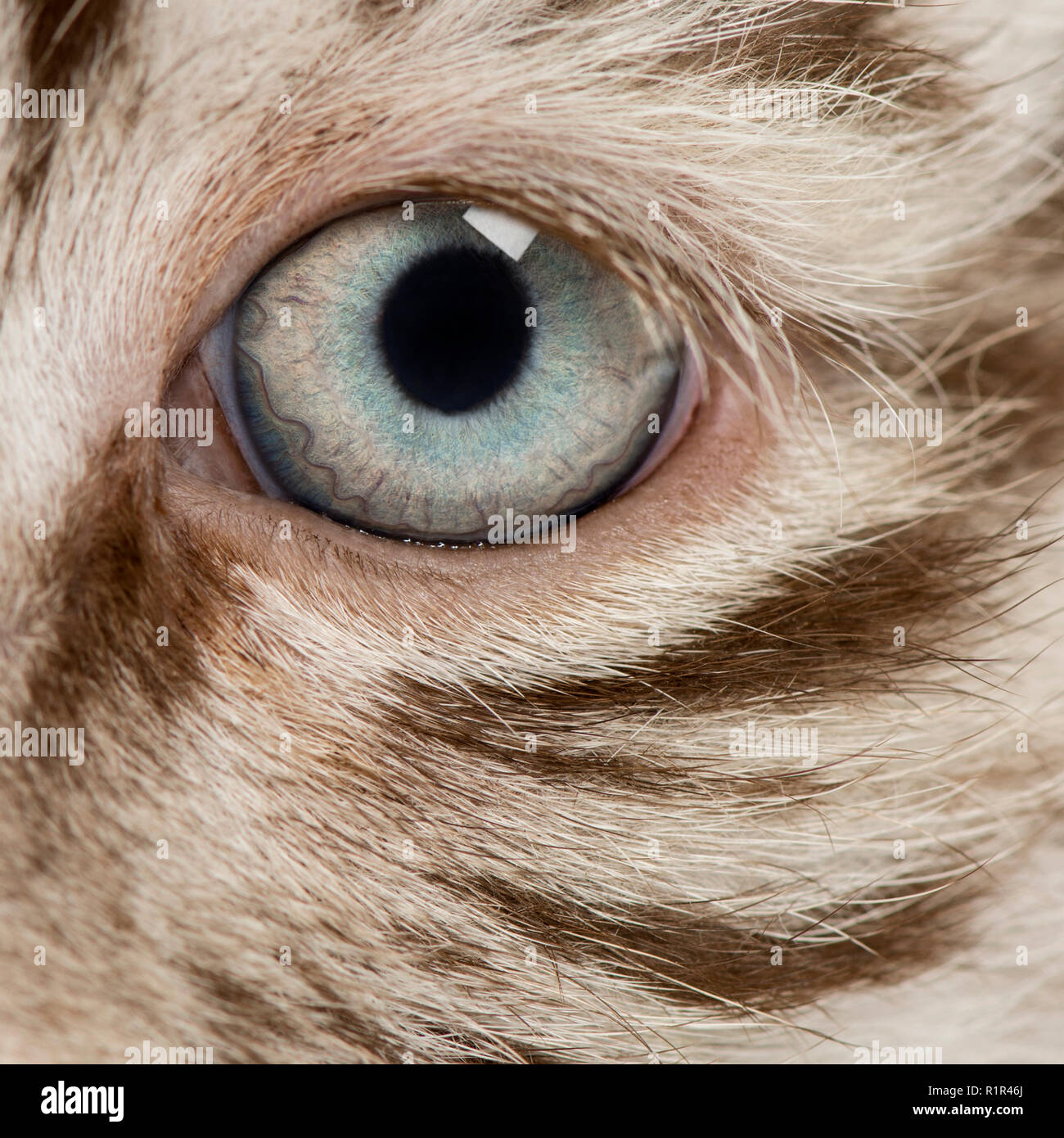 Tiger eye texture hi-res stock photography and images - Alamy