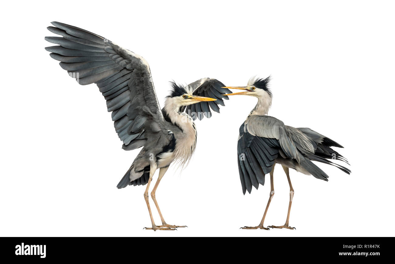 Heron back view Cut Out Stock Images & Pictures - Alamy