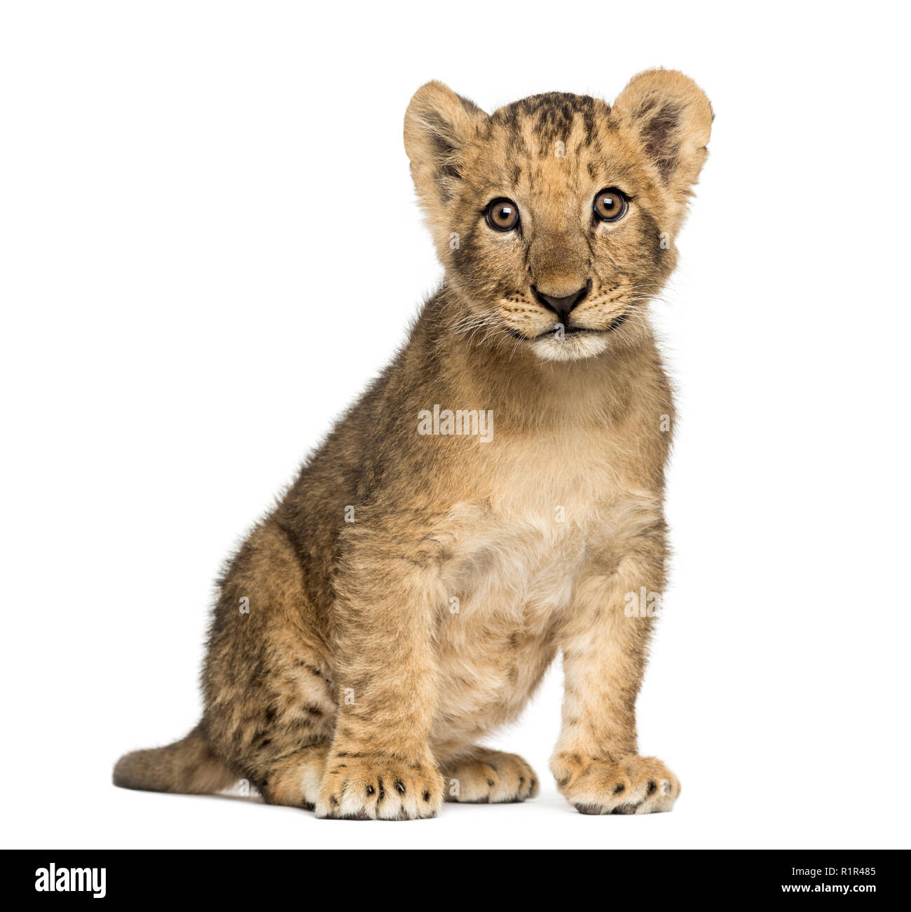 Lion cub sitting, looking at the camera, 10 weeks old, isolated on ...