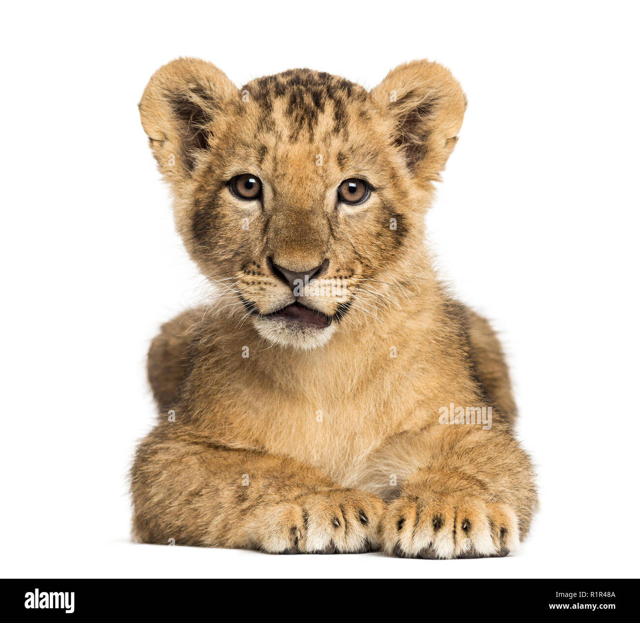 Lion cub lying, looking at the camera, 10 weeks old, isolated on white ...