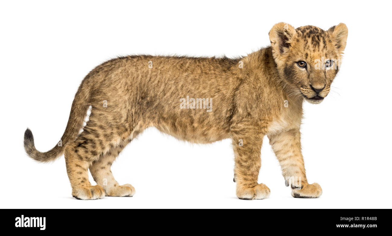 Side view of a Lion cub standing, looking down, 10 weeks old, isolated ...