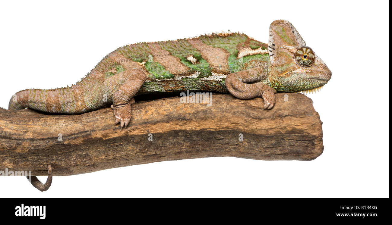 Side view of a Veiled chameleon lying on a branch, Chamaeleo ...