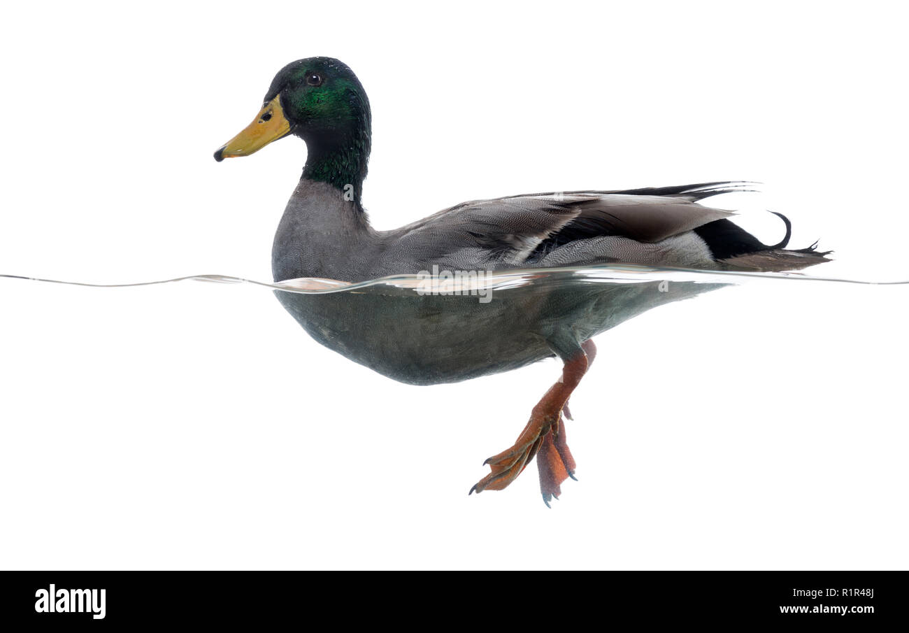 Side view of a Mallard floating on the water, Anas platyrhynchos ...