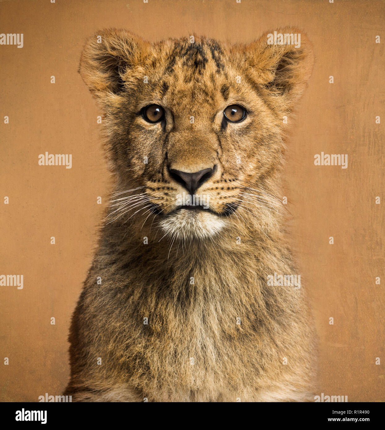 Close-up of a Lion cub in front of a vintage background Stock Photo - Alamy