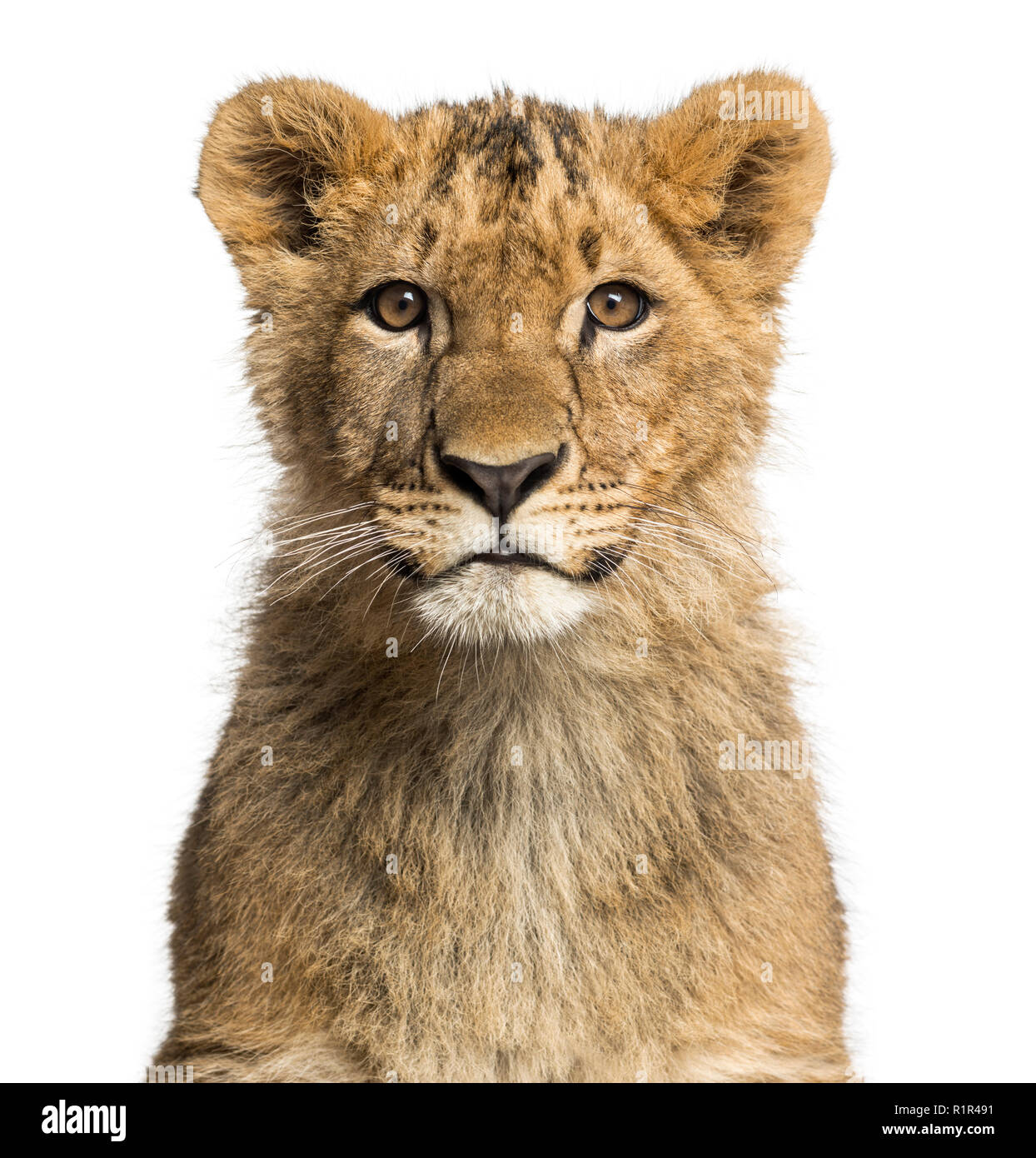 Lion facing camera hi-res stock photography and images - Alamy
