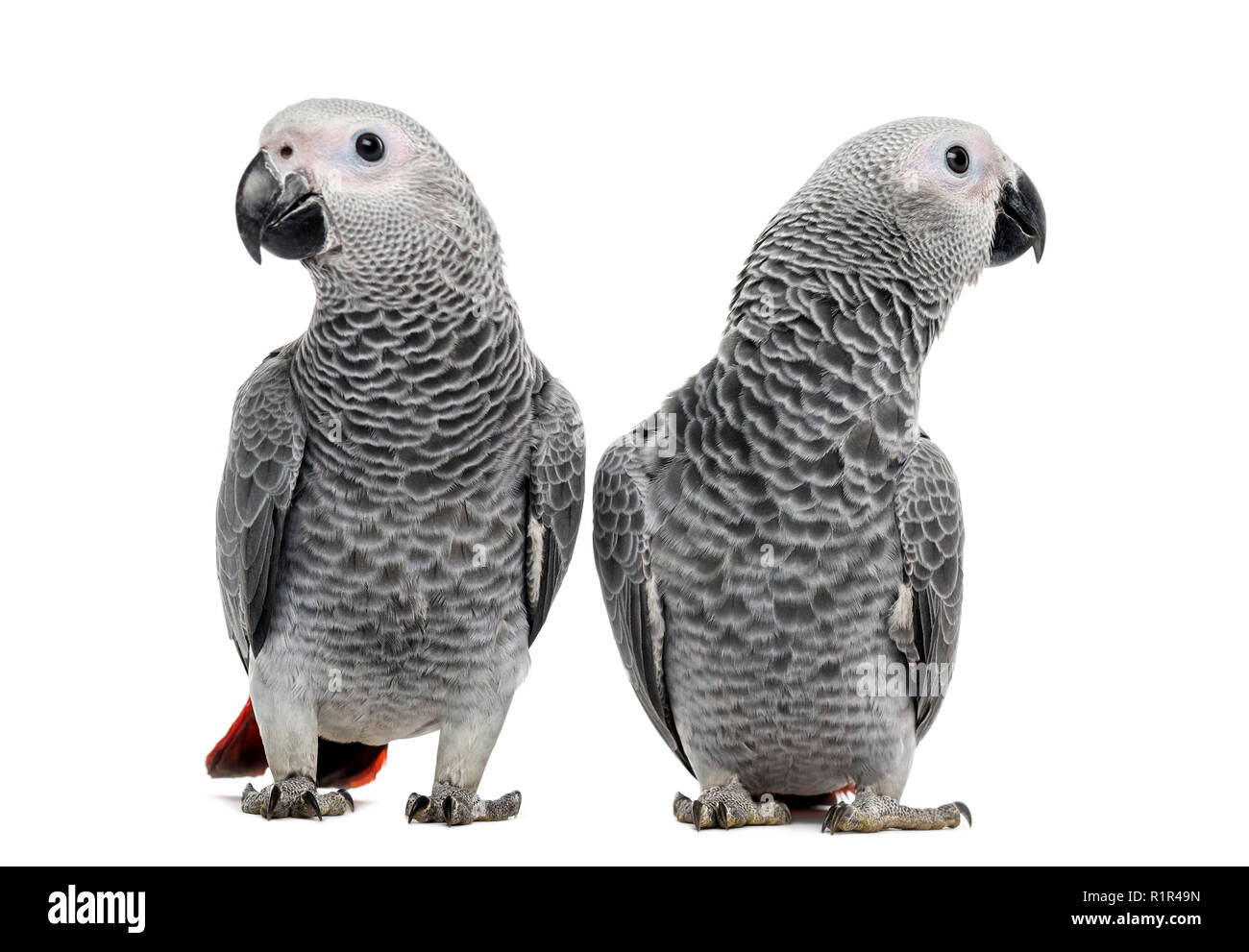 Two African Grey Parrot (3 months old) isolated on white Stock Photo ...