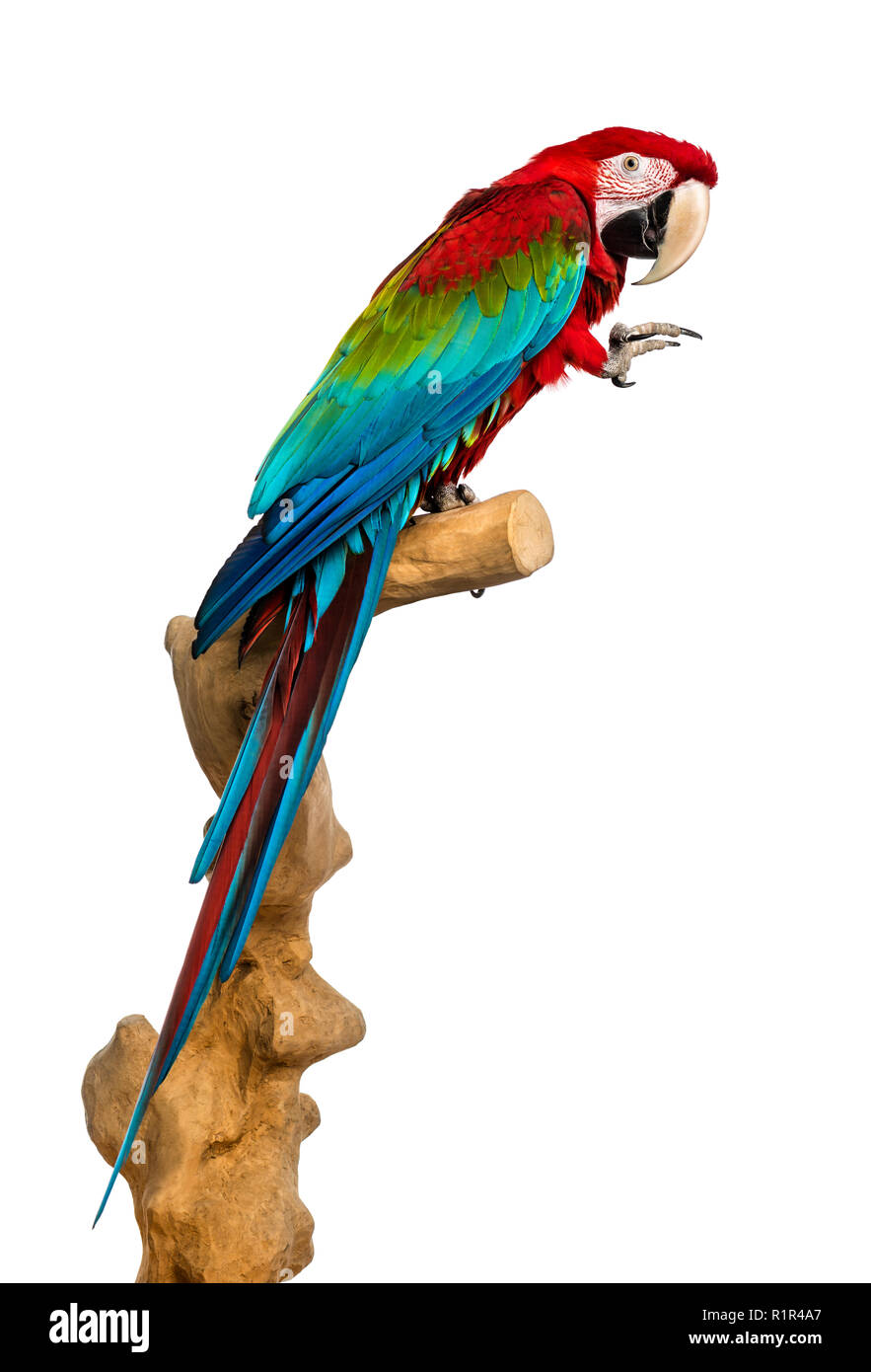 Grab a branch hi-res stock photography and images - Alamy