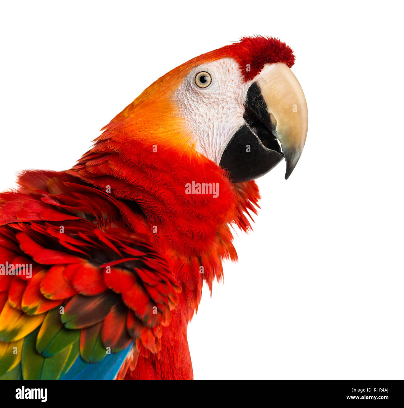 Close up portrait of a scarlet macaw hi-res stock photography and ...