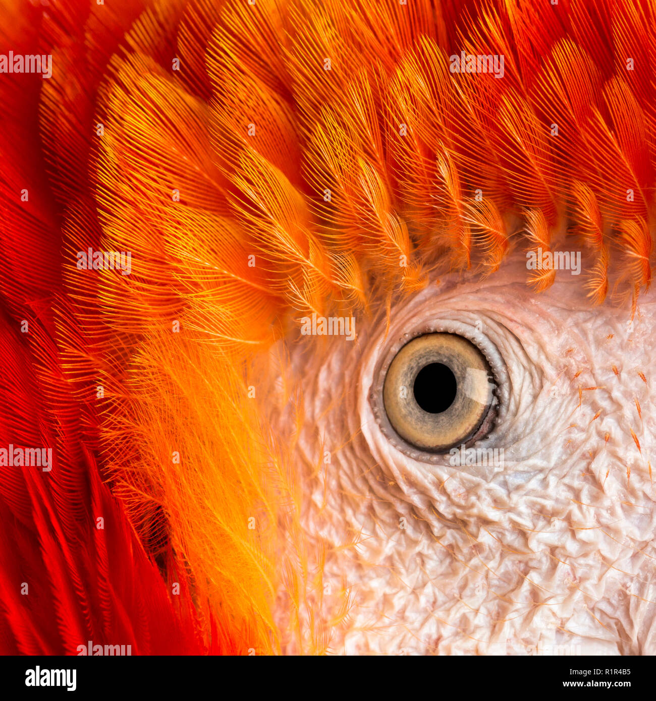 Close-up on a Scarlet Macaw's eye (4 years old) isolated on white Stock ...
