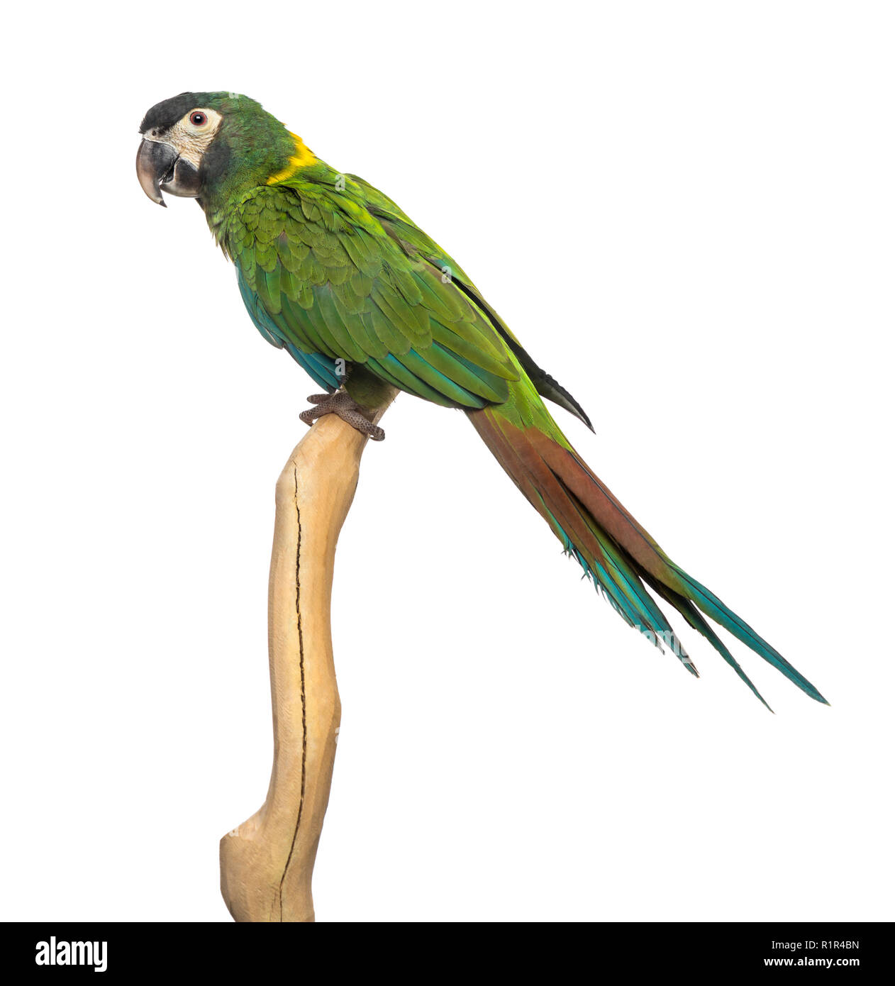 Golden collared macaw primolius auricollis hi-res stock photography and ...