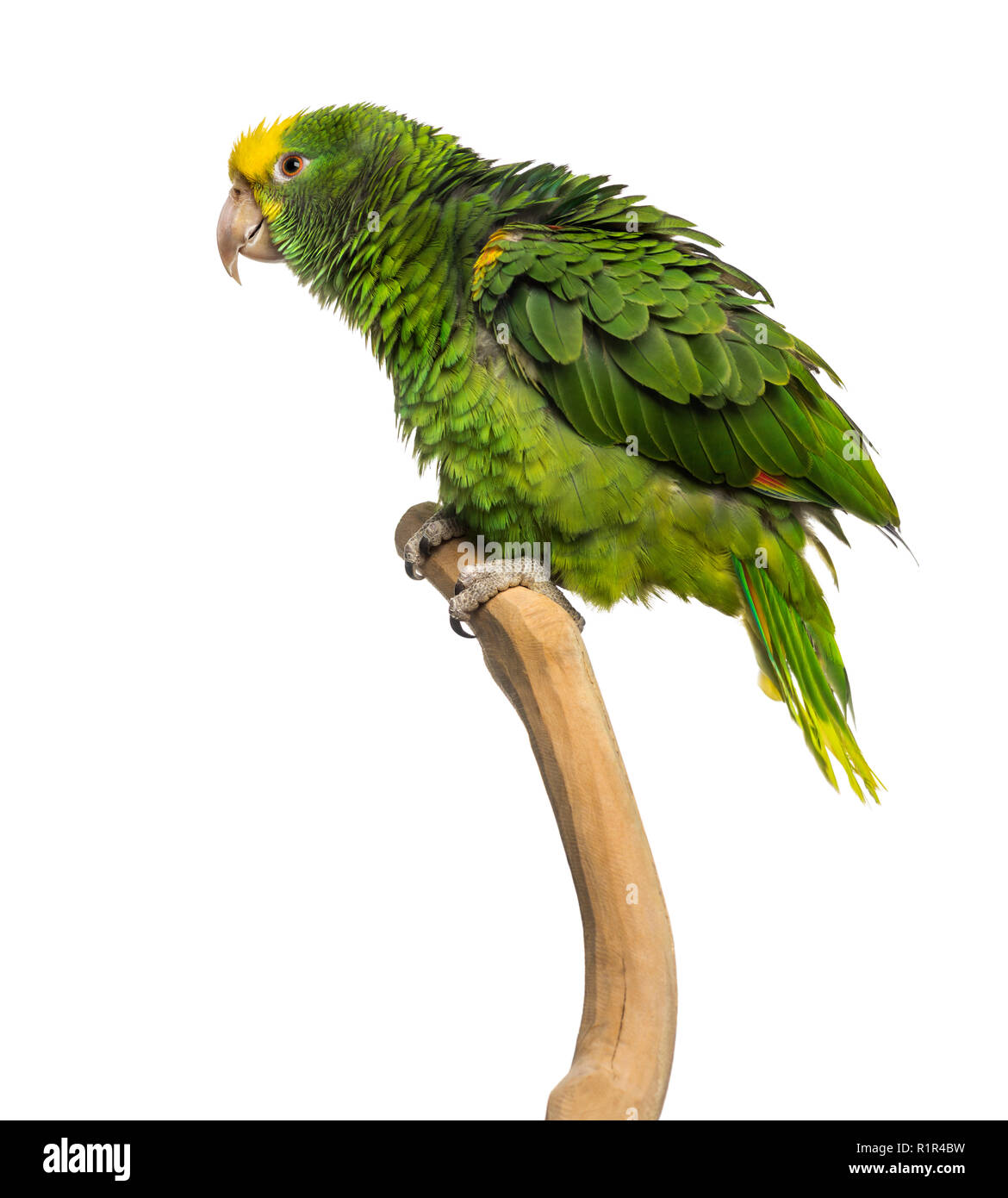 Double Yellow-headed Amazon (6 months old) perched on a branch ...