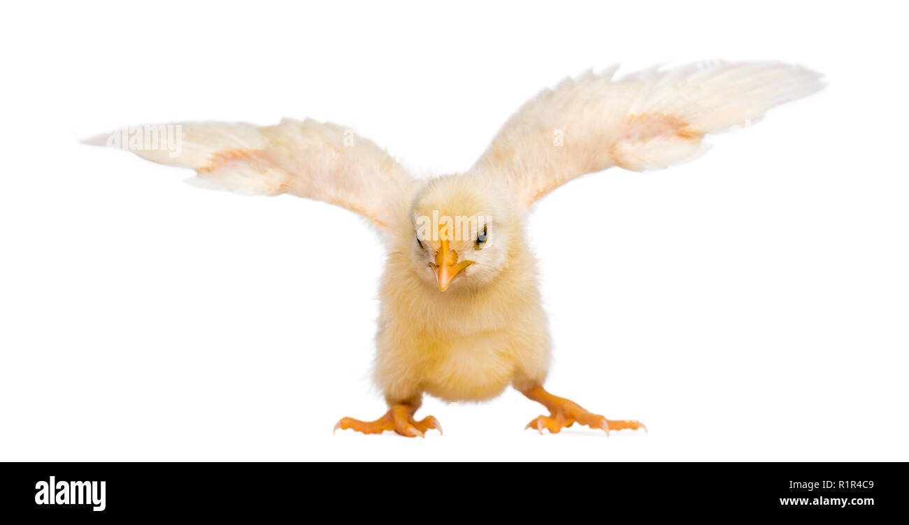 Chicken flapping Cut Out Stock Images & Pictures - Alamy