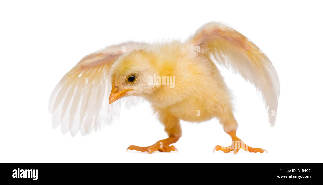 Chicken flapping wings hi-res stock photography and images - Alamy