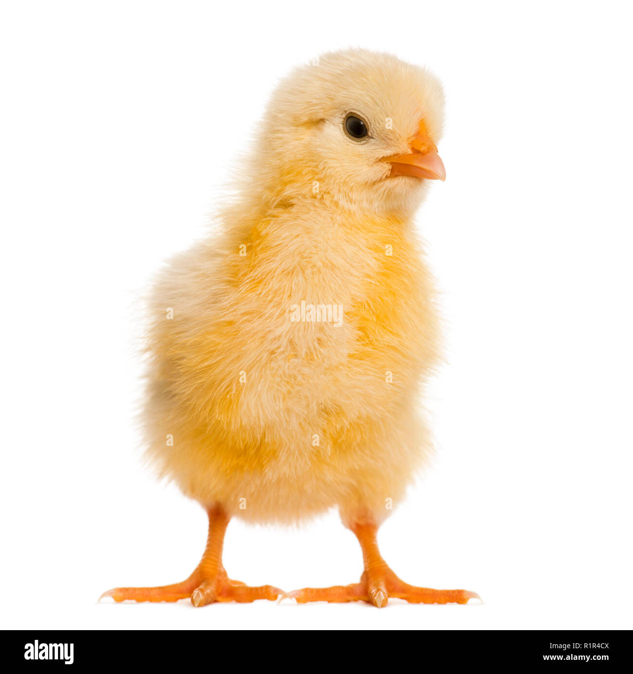 Chick 8 days old, isolated on white Stock Photo - Alamy