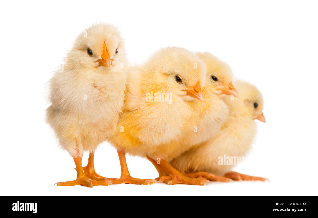 Four Chicks in a row (8 days old), isolated on white Stock Photo - Alamy
