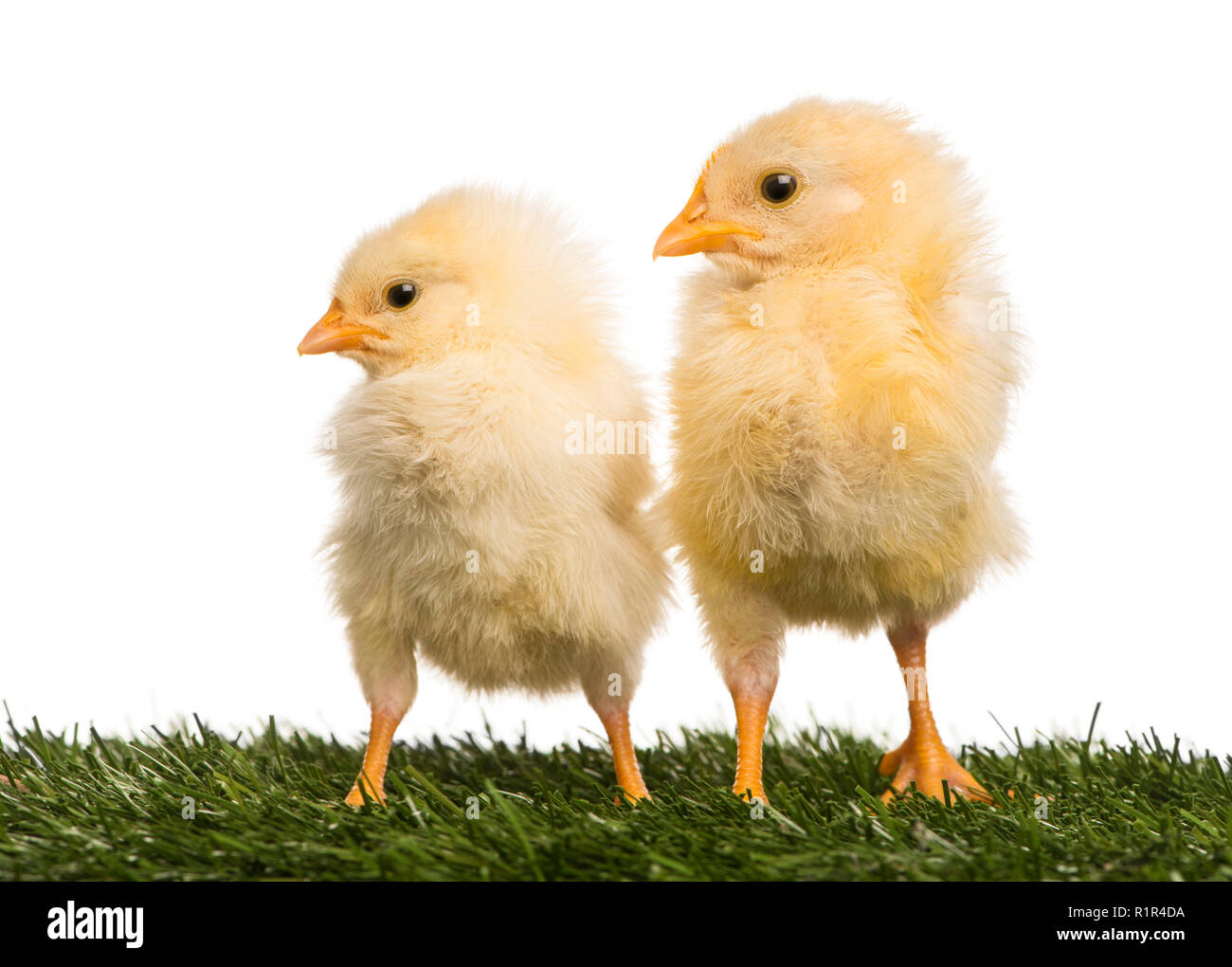 Chicken chicks in grass hi-res stock photography and images - Alamy