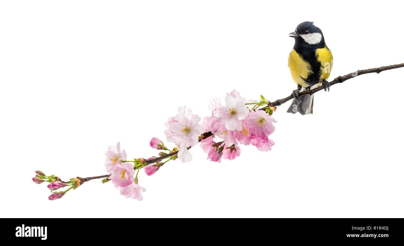 great tit perched on a flowering branch, Parus major, isolated on white ...