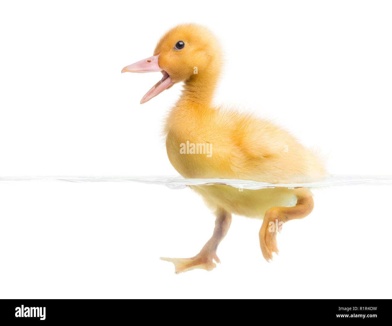 Duckling (7 days old) swimming and quacking, isolated on white Stock ...