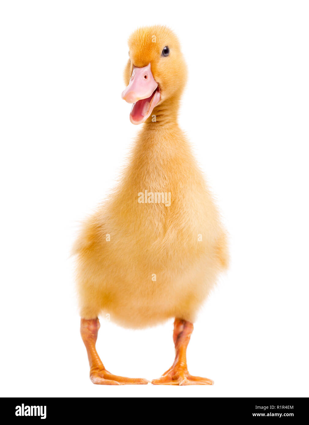 Quacking duckling hi-res stock photography and images - Alamy
