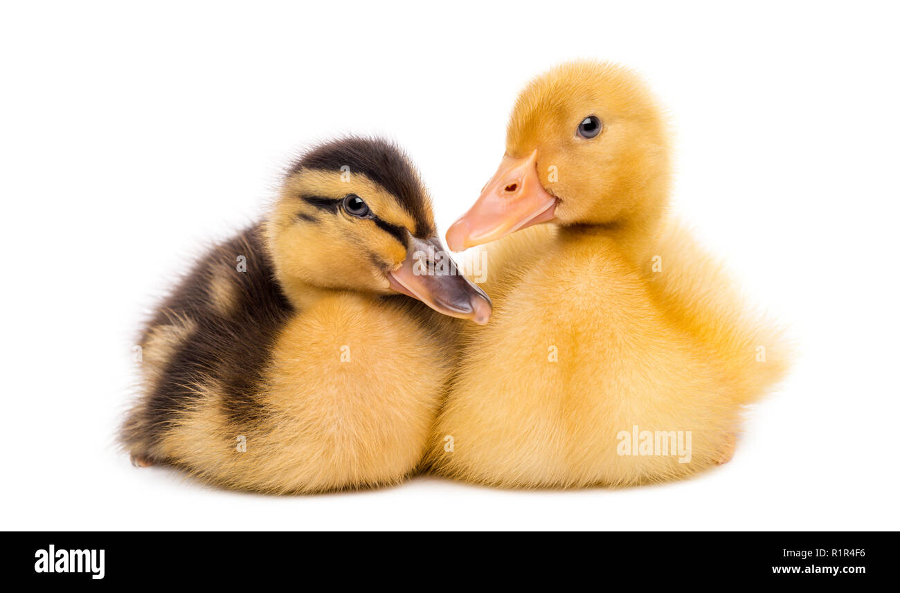 Two Ducklings (7 days old) isolated on white Stock Photo - Alamy