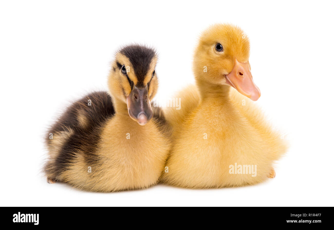 Two days old chick hi-res stock photography and images - Alamy