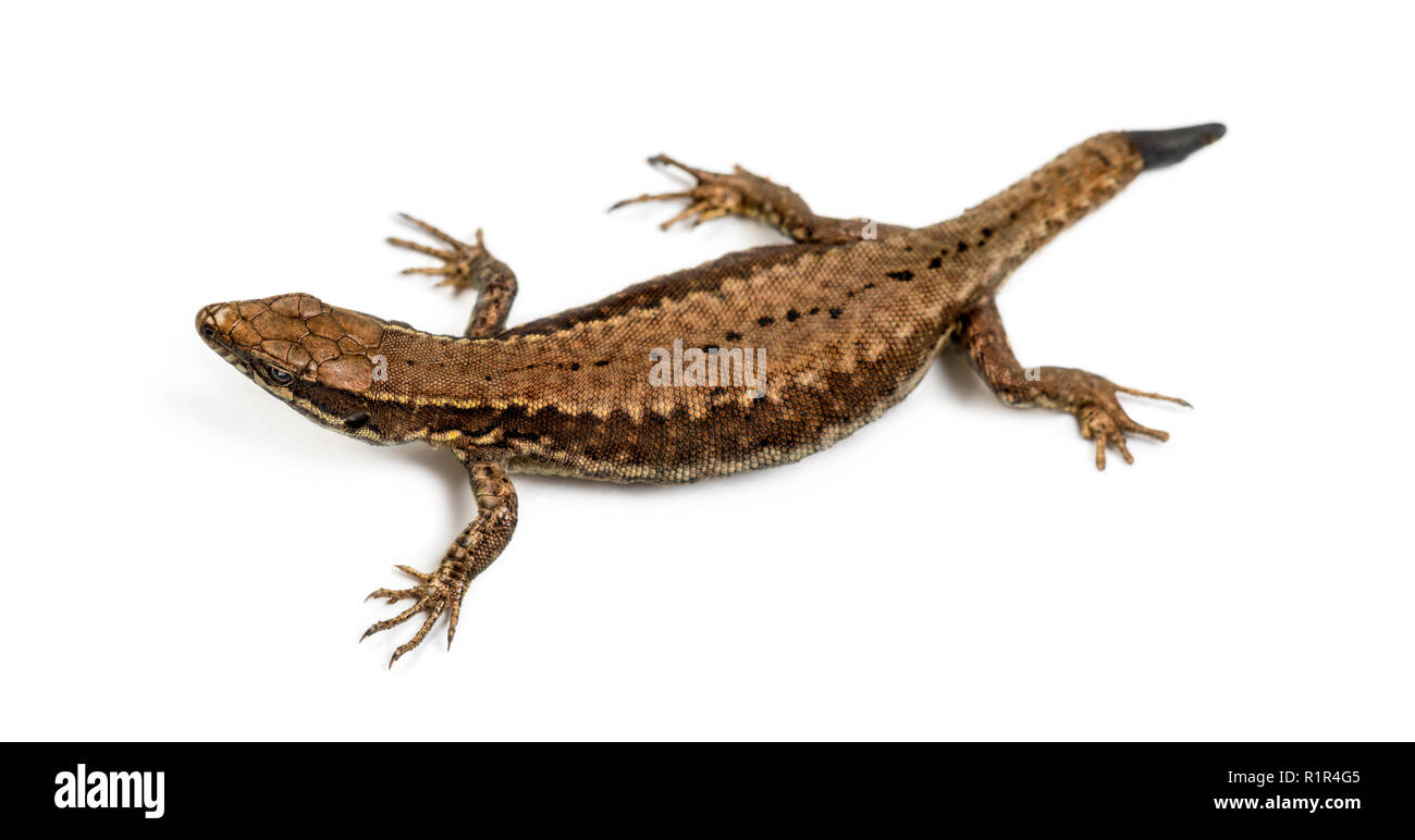 Top view of a Wall lizard with its tail cut Stock Photo - Alamy