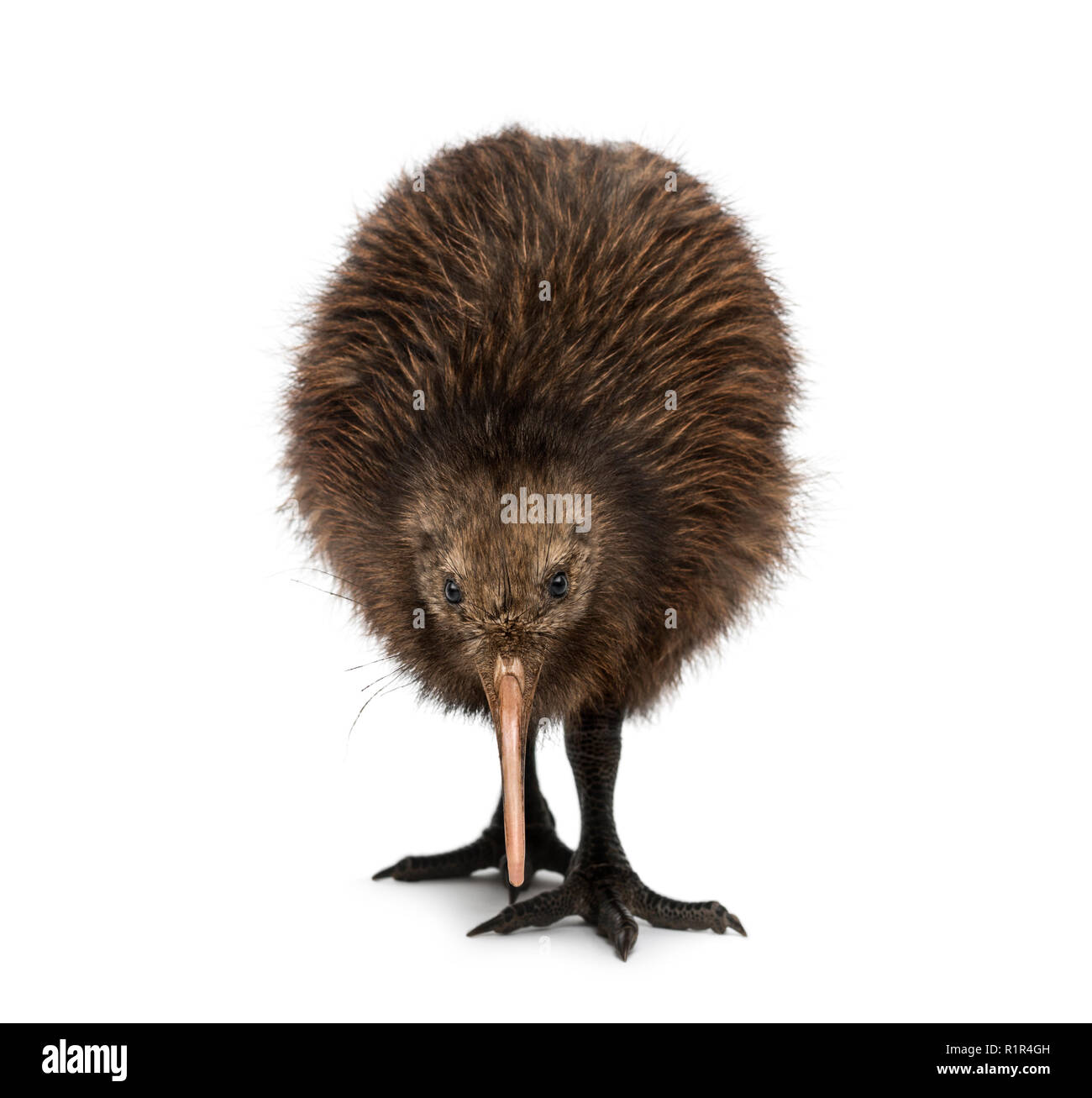 North island brown kiwi beak hi-res stock photography and images - Alamy