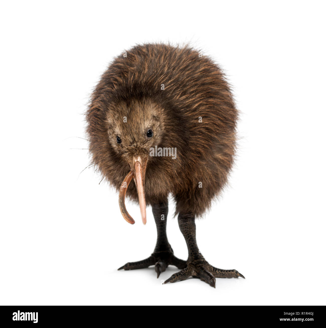 North island brown kiwi beak hi-res stock photography and images - Alamy