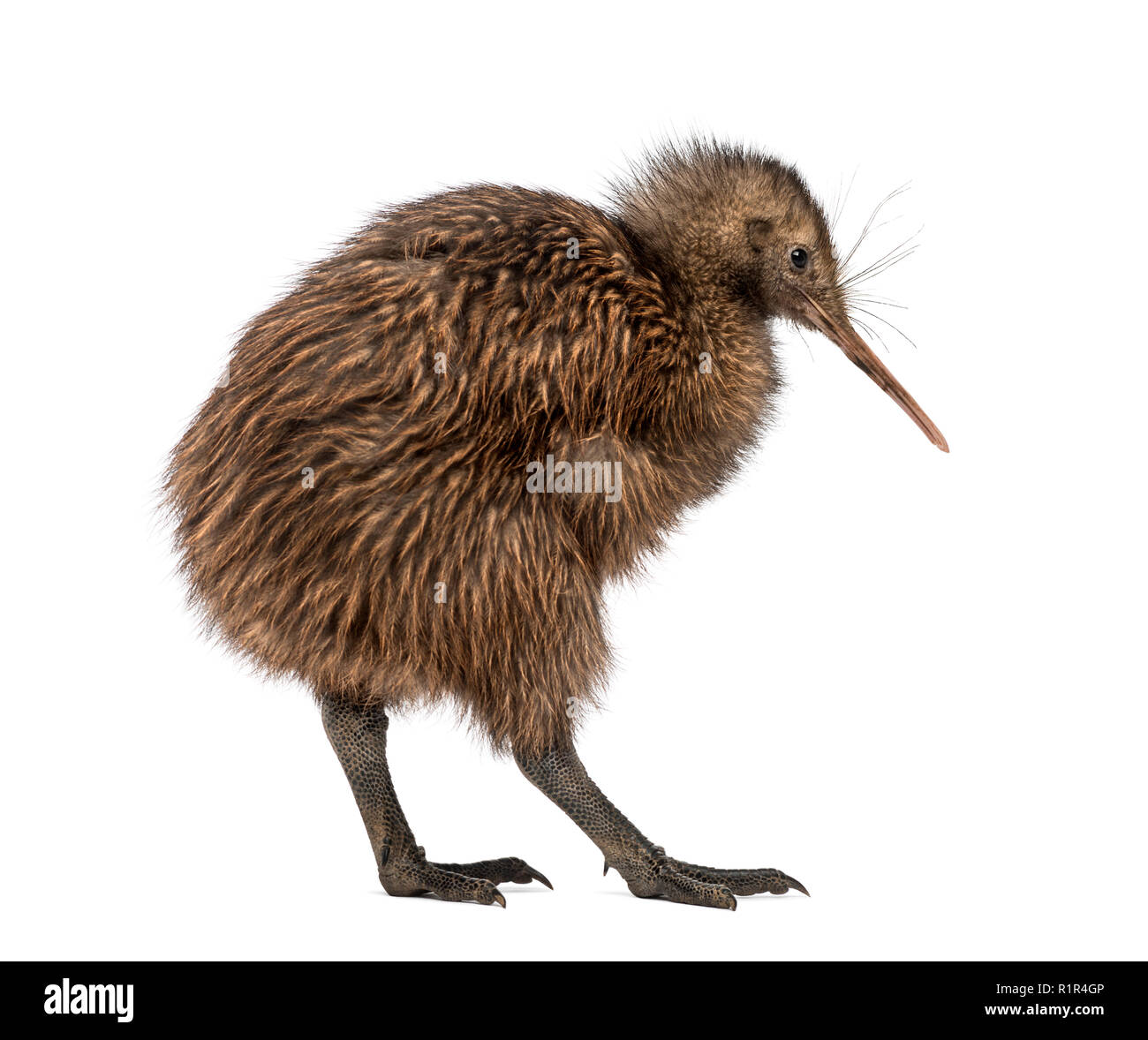 North island brown kiwi beak hi-res stock photography and images - Alamy