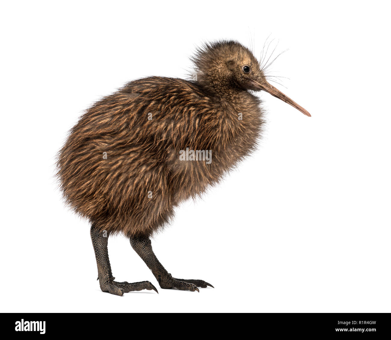 North island brown kiwi beak hi-res stock photography and images - Alamy