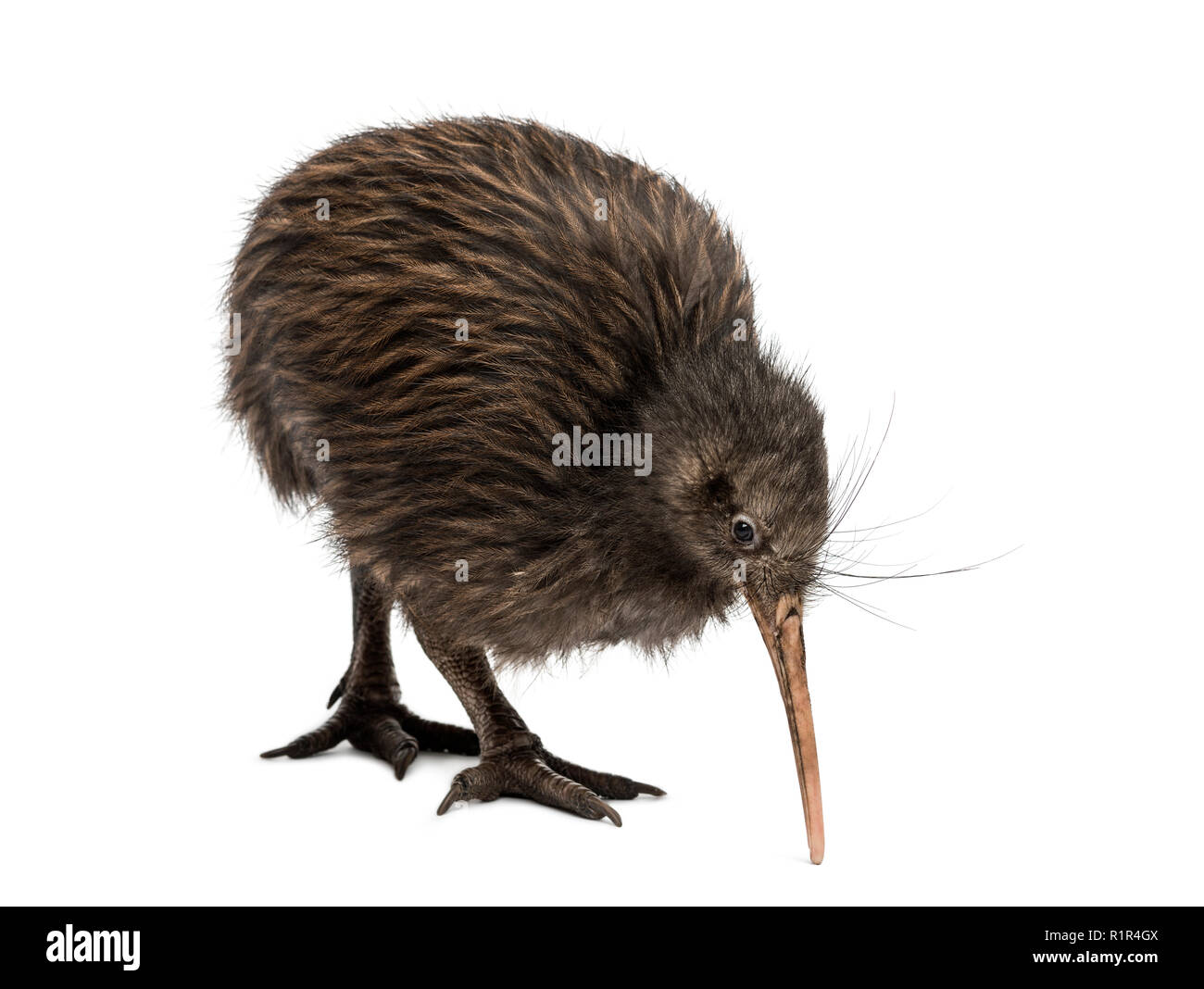 North island brown kiwi beak hi-res stock photography and images - Alamy