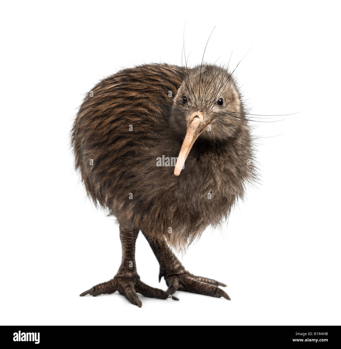 North island brown kiwi beak hi-res stock photography and images - Alamy