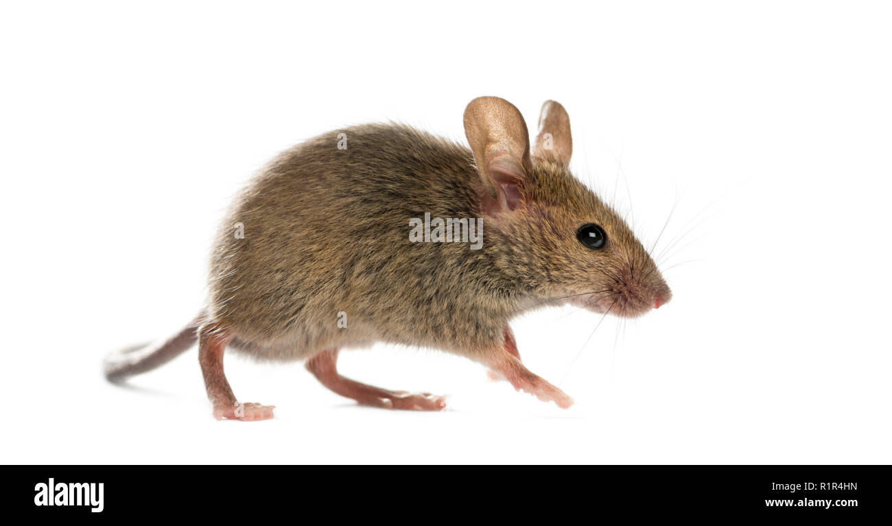 White mouse profile shot hi-res stock photography and images - Alamy