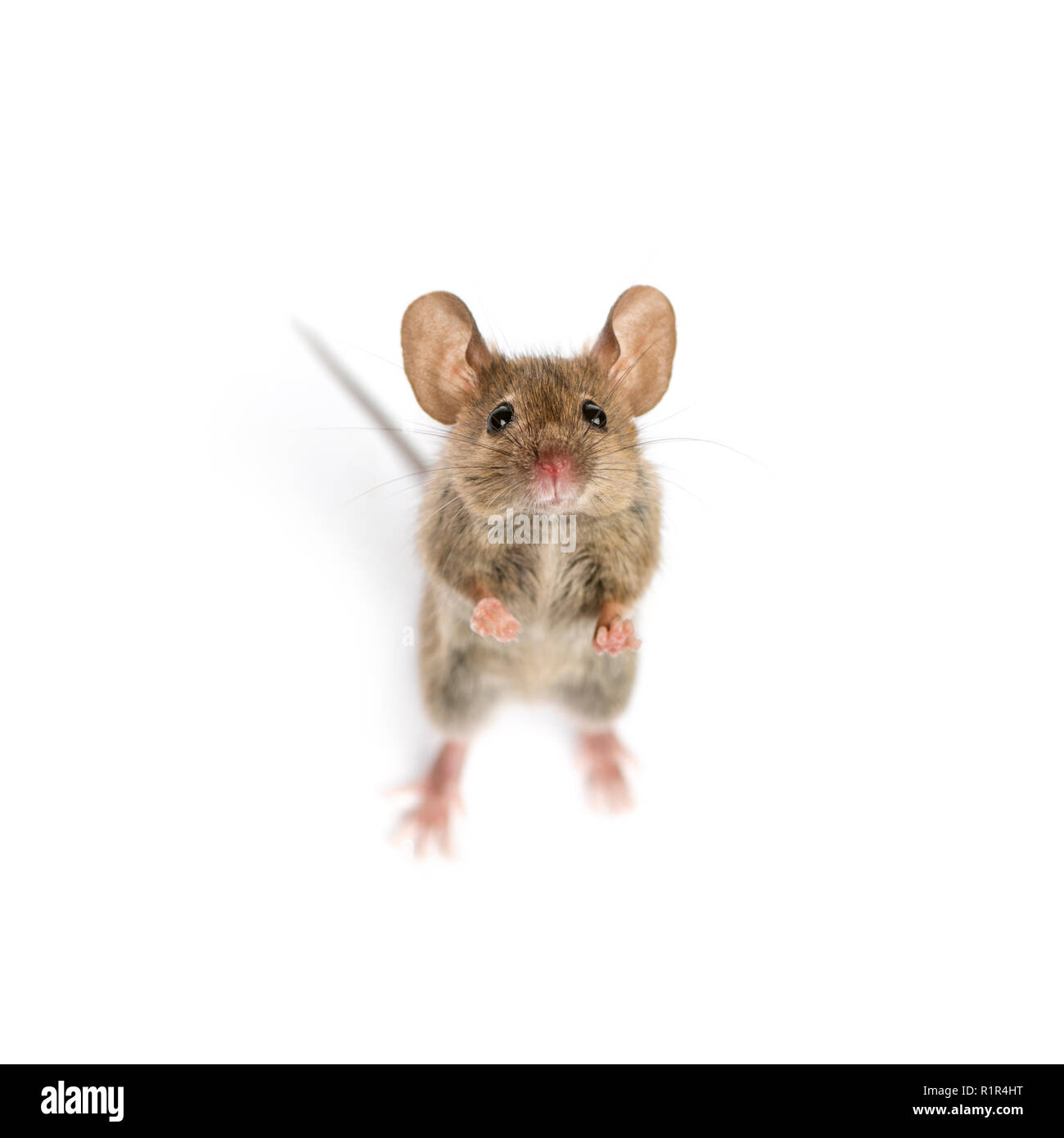 High view of a Wood mouse looking in front of a white background Stock ...